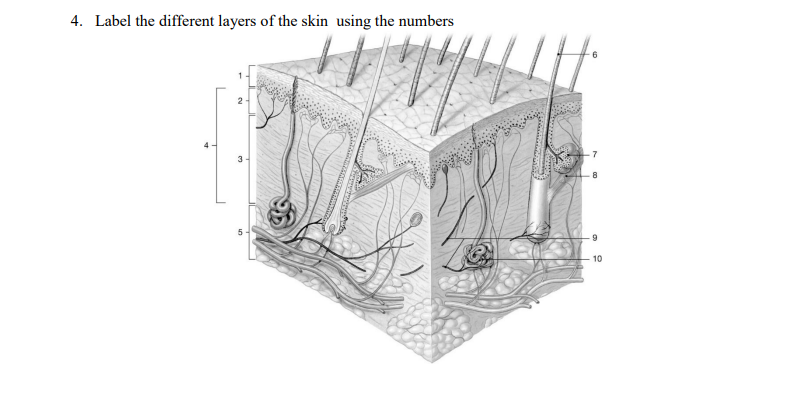 Solved 4. Label the different layers of the skin using the | Chegg.com