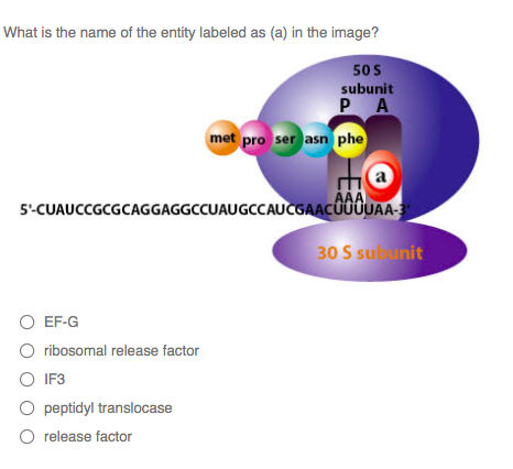 Solved What is the name of the entity labeled as (a) in the | Chegg.com