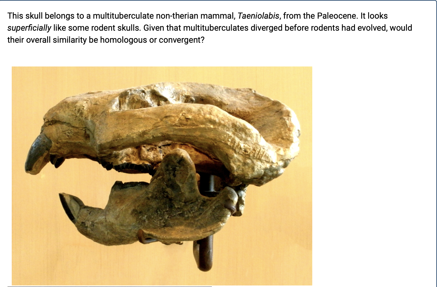 Solved This skull belongs to a multituberculate non-therian | Chegg.com
