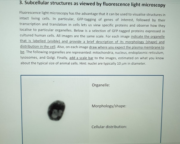 Solved 3. Subcellular structures as viewed by fluorescence | Chegg.com