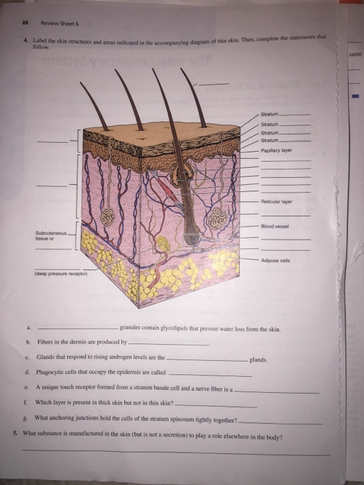 Solved Basic Structure Of The Skin 1 Complete The Following Chegg Solved Basic Structure Of The Skin 1 Complete The Following Chegg
