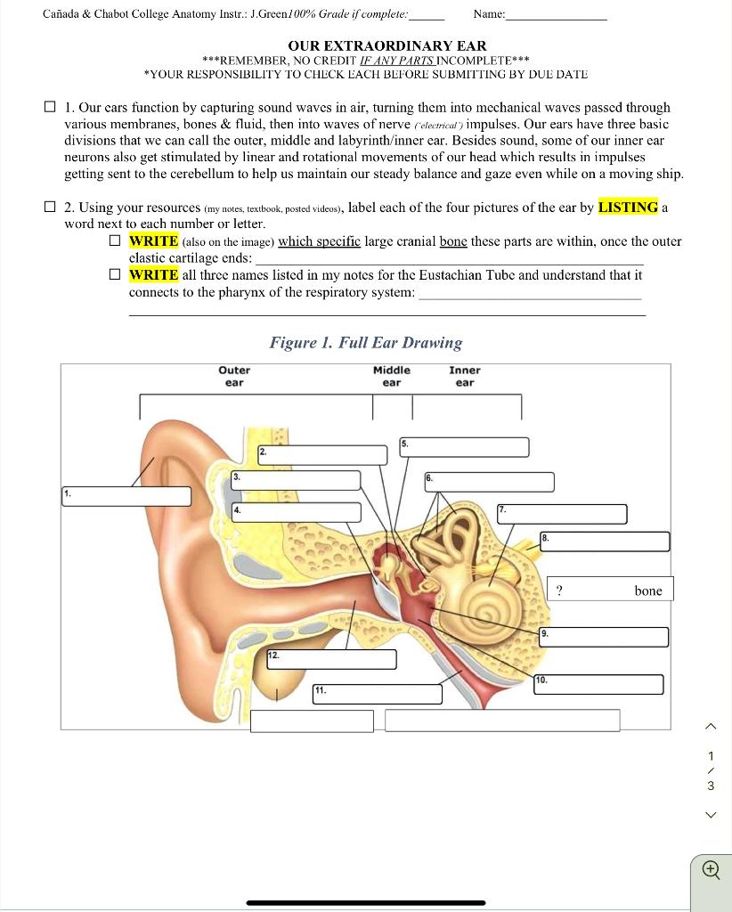 Parts Of The Ear Grade 3