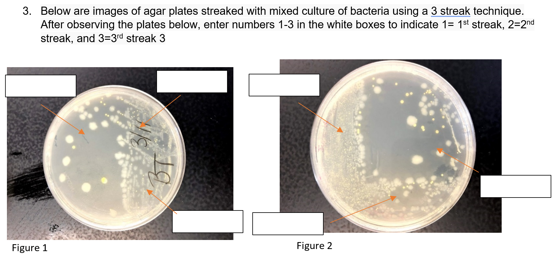 Solved 3. Below are images of agar plates streaked with | Chegg.com