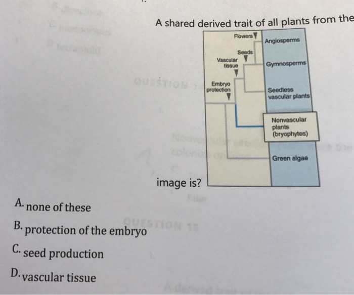 Solved A shared derived trait of all plants from the image | Chegg.com