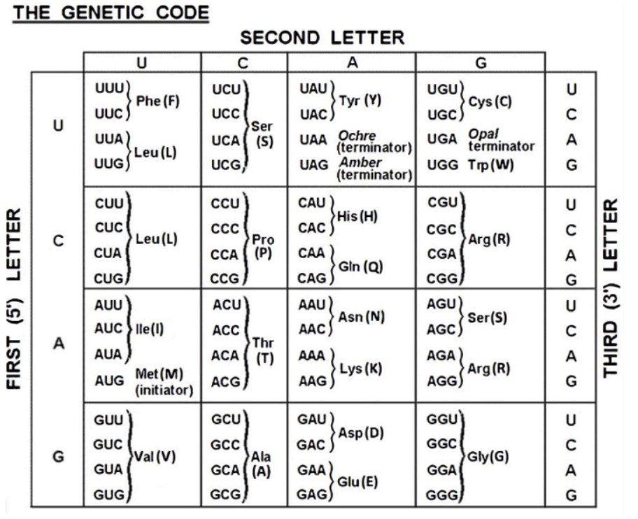 Solved The following table shows a partial DNA, mRNA, tRNA | Chegg.com