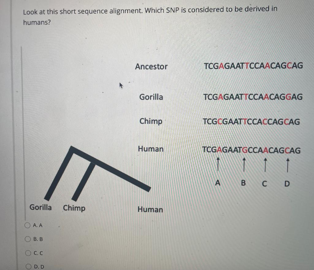Solved Look at this short sequence alignment. Which SNP is | Chegg.com
