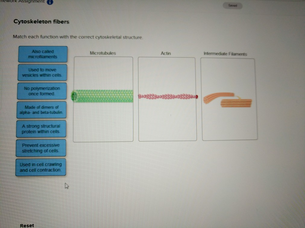 Solved Hewbrk Assignment Cytoskeleton fibers Match each | Chegg.com