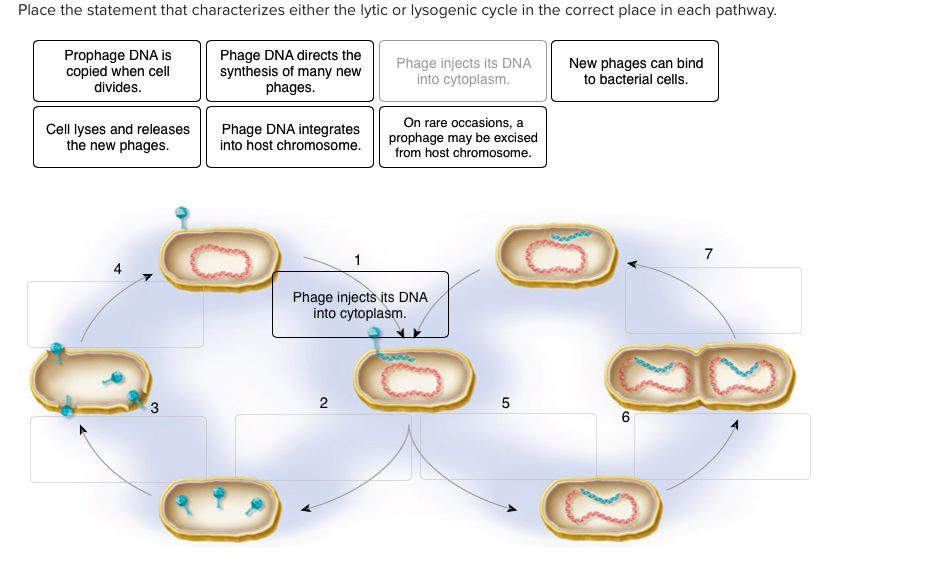 Solved Place the statement that characterizes either the | Chegg.com