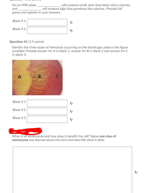 Solved On an MSA plate, will produce small, dark blue/black | Chegg.com