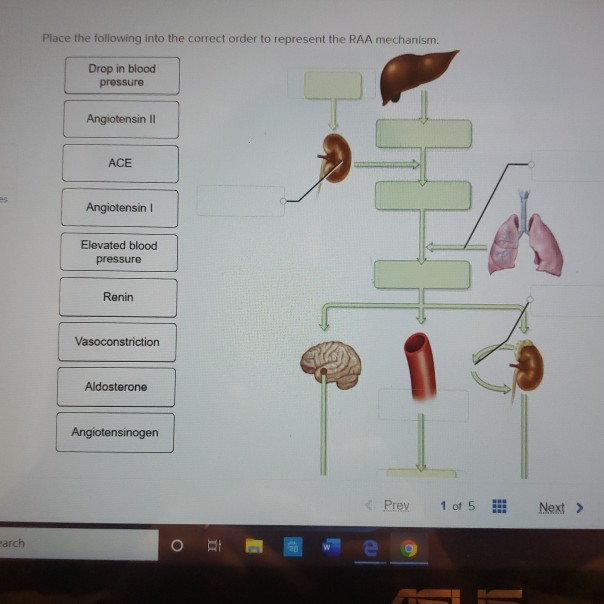 Solved Place the following into the correct order to | Chegg.com