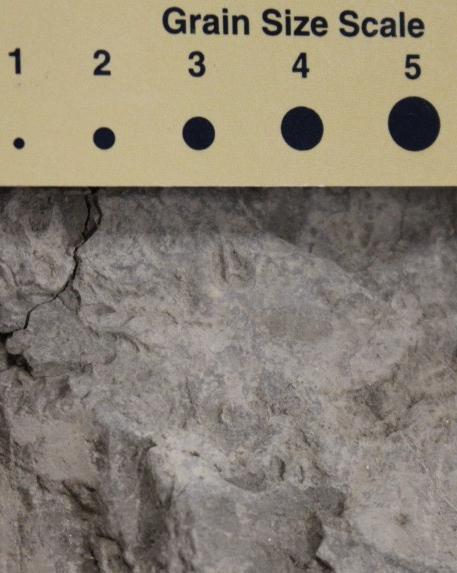 Solved CM IN Grain Size Scale 1234 - mm12 Grain Size Scale | Chegg.com