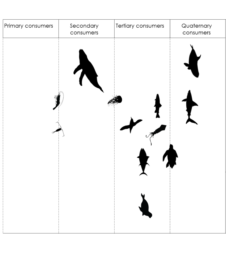 Solved Primary consumers Tertiary consumers Secondary | Chegg.com