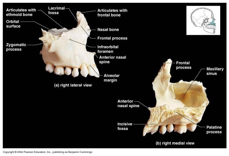 Maxilla Bone Markings Anatomy