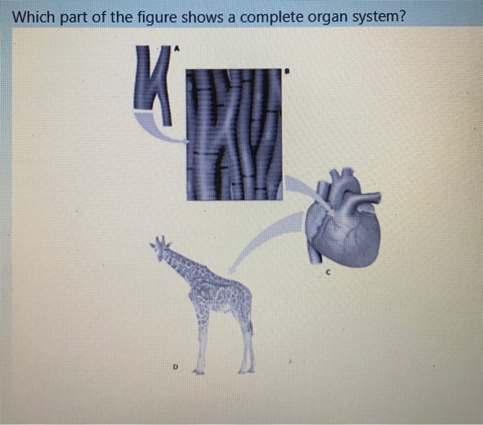 Solved Which part of the figure shows a complete organ | Chegg.com