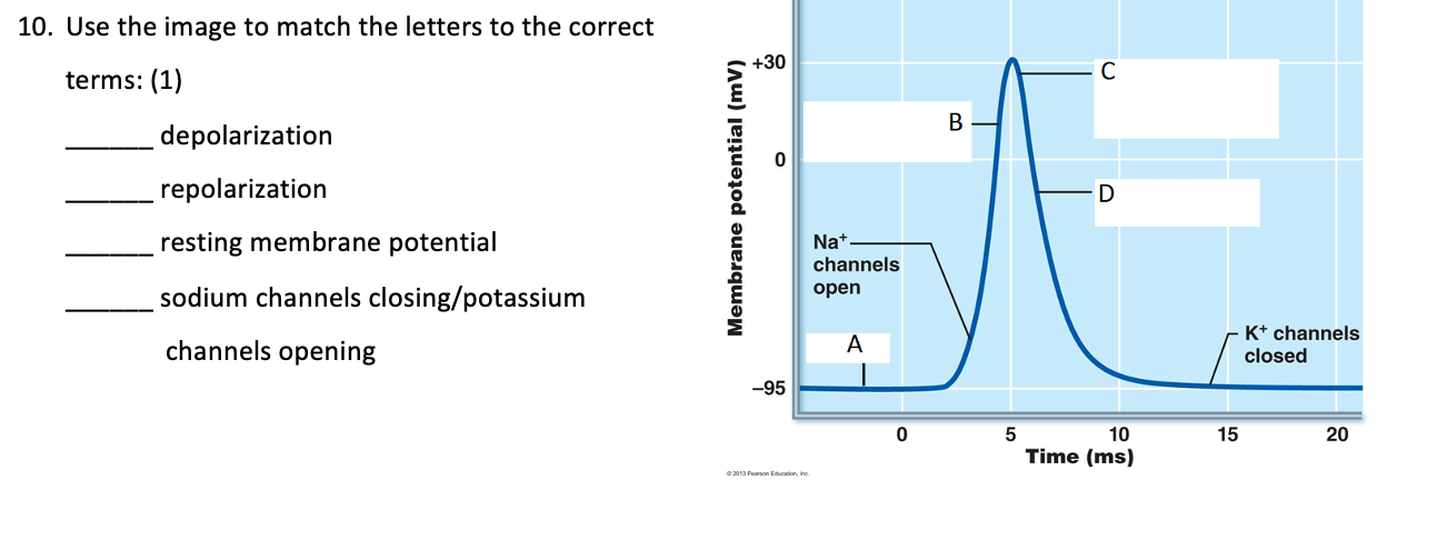 Solved 6. Which areas of the sarcomere shorten during muscle | Chegg.com