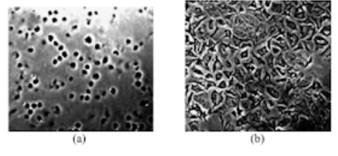 Solved Hemocompatibility testing (10 points): You find | Chegg.com
