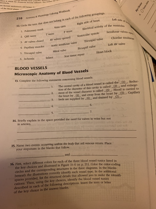 Solved Circle the term that does not belong in each of the | Chegg.com