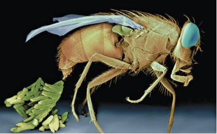 Solved The sequence of Insect Arrival in Forensic Entomology | Chegg.com