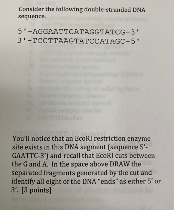 Solved Consider the following double-stranded DNA sequence. | Chegg.com