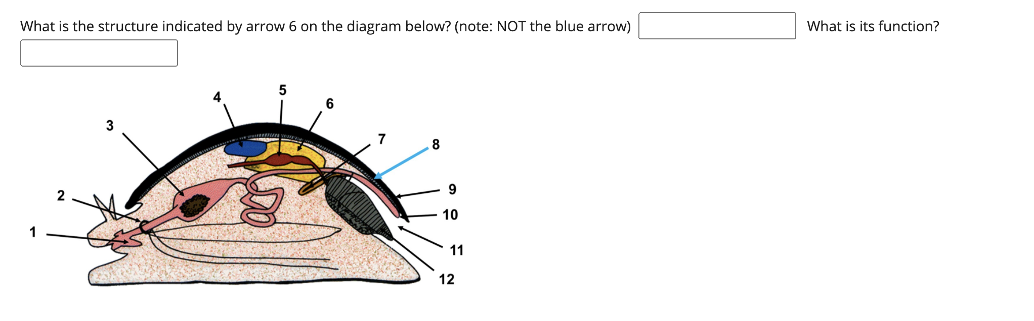Solved What is the structure indicated by arrow 6 on the | Chegg.com