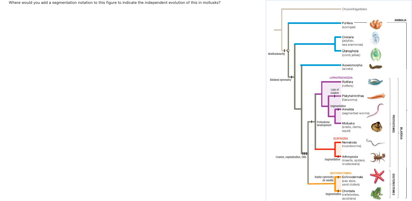 Solved Where would you add a segmentation notation to this | Chegg.com