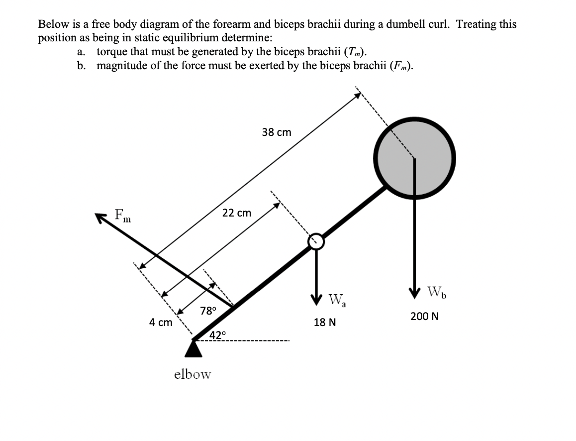 Solved Below is a free body diagram of the forearm and | Chegg.com