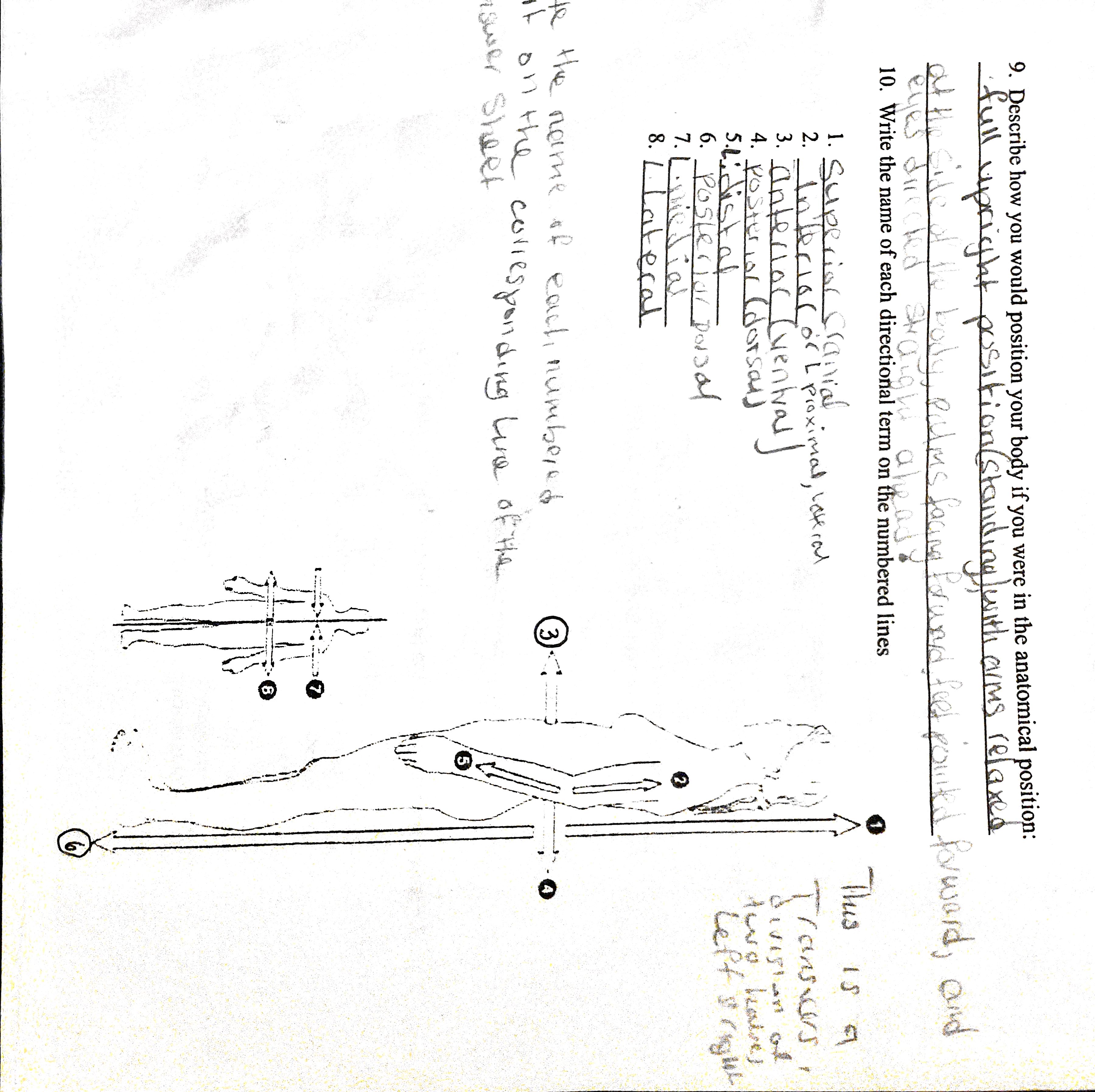 Solved 9 Describe How You Would Position Your Body If You