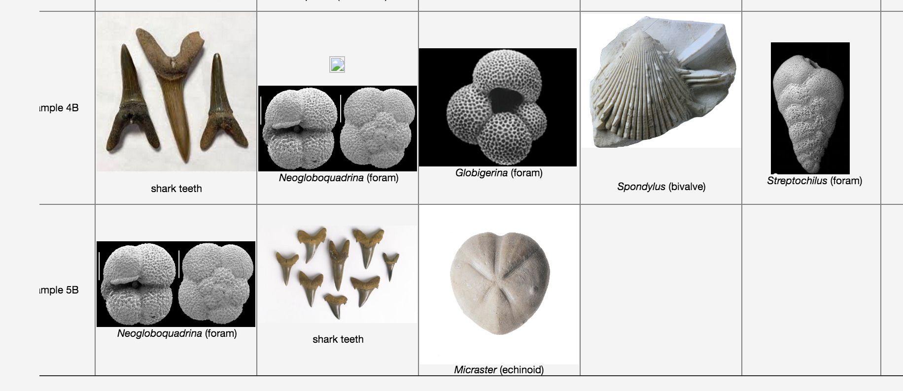 Solved ction B imple 1B Archaeogeryon (crustacean) shark | Chegg.com