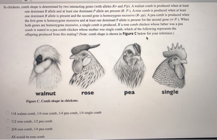 Solved In chickens, comb shape is determined by two | Chegg.com