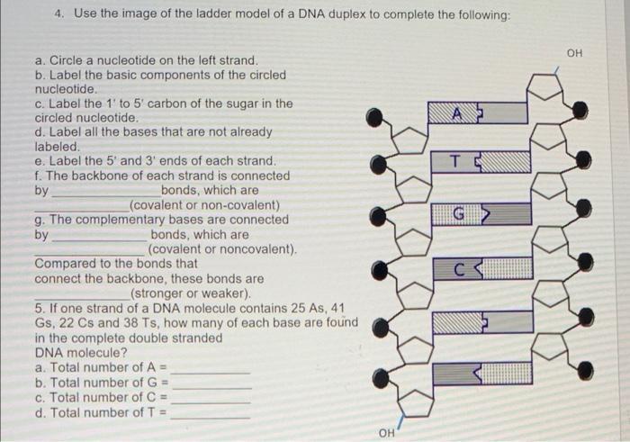 Solved 4. Use the image of the ladder model of a DNA duplex | Chegg.com