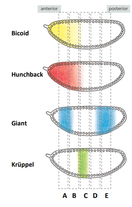 Solved Expression of the Even-skipped (Eve) gene in | Chegg.com