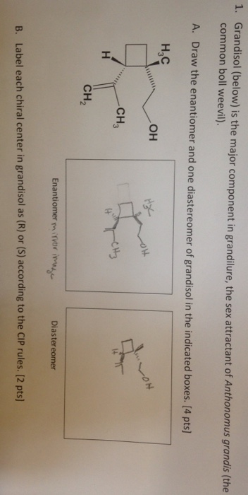 Solved 1. Grandisol (below) is the major component in | Chegg.com