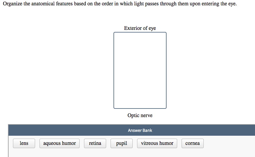 Solved Organize the anatomical features based on the order | Chegg.com