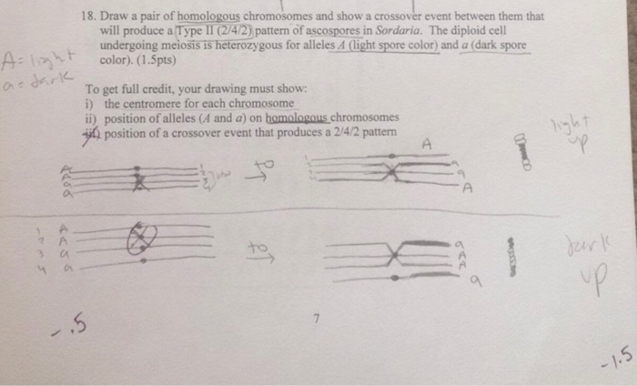 Solved 18. Draw a pair of homologous chromosomes and show a | Chegg.com