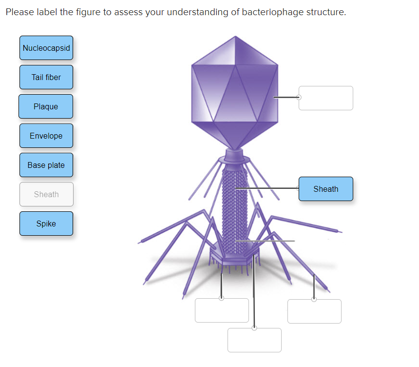Solved Please label the figure to assess your understanding | Chegg.com