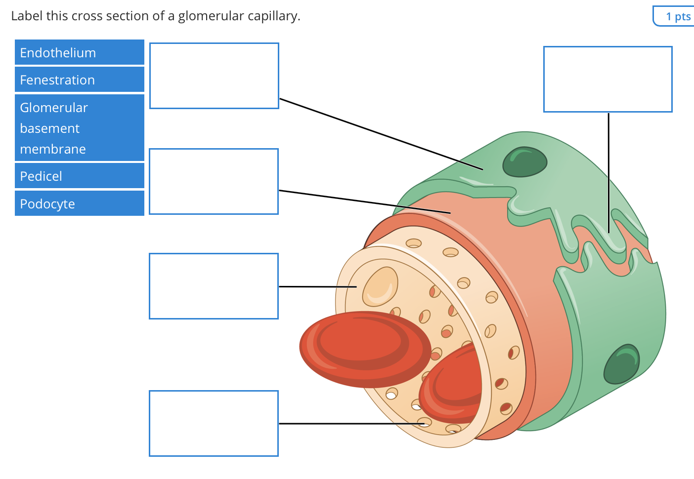Solved Label this cross section of a glomerular capillary. 1 | Chegg.com