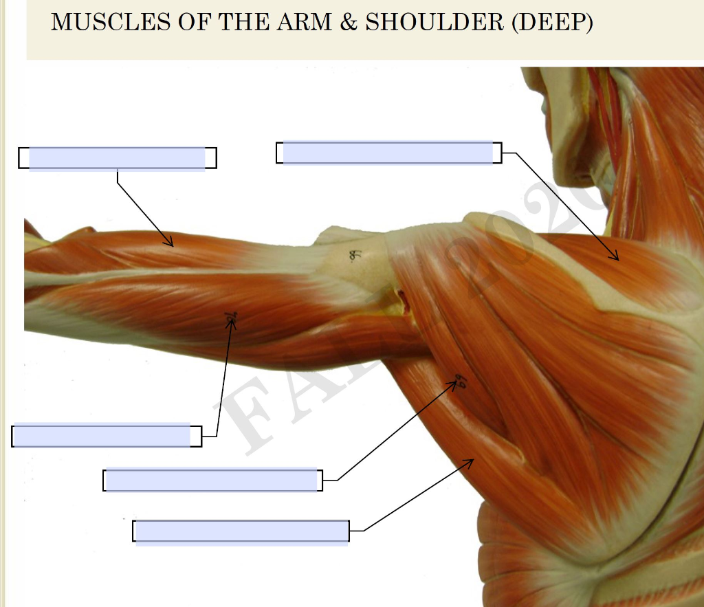Solved MUSCLES OF THE ARM & SHOULDER (DEEP) | Chegg.com