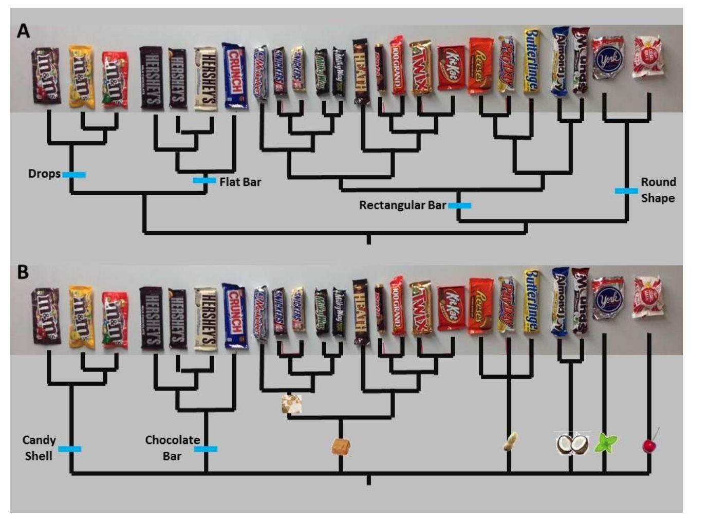 Above are two phylogenetic trees on the evolution of | Chegg.com