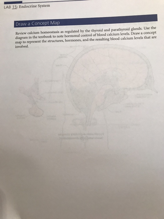 LAB 15: Endocrine System Draw a Concept Map Review | Chegg.com