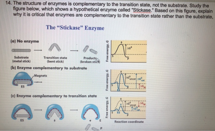 Solved 14. The structure of enzymes is complementary to the | Chegg.com