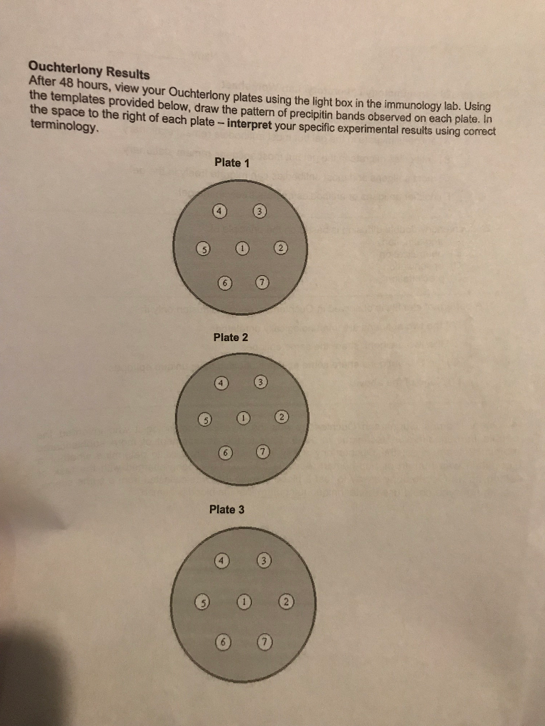 Solved Name_ Biology 328 - Immunology Laboratoryl Lab | Chegg.com