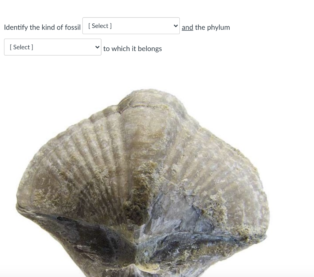 Solved Identify the kind of fossil [ Select] and the phylum | Chegg.com