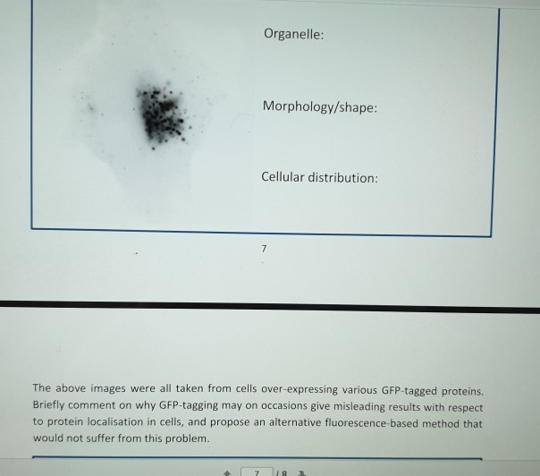 Solved 3. Subcellular structures as viewed by fluorescence | Chegg.com