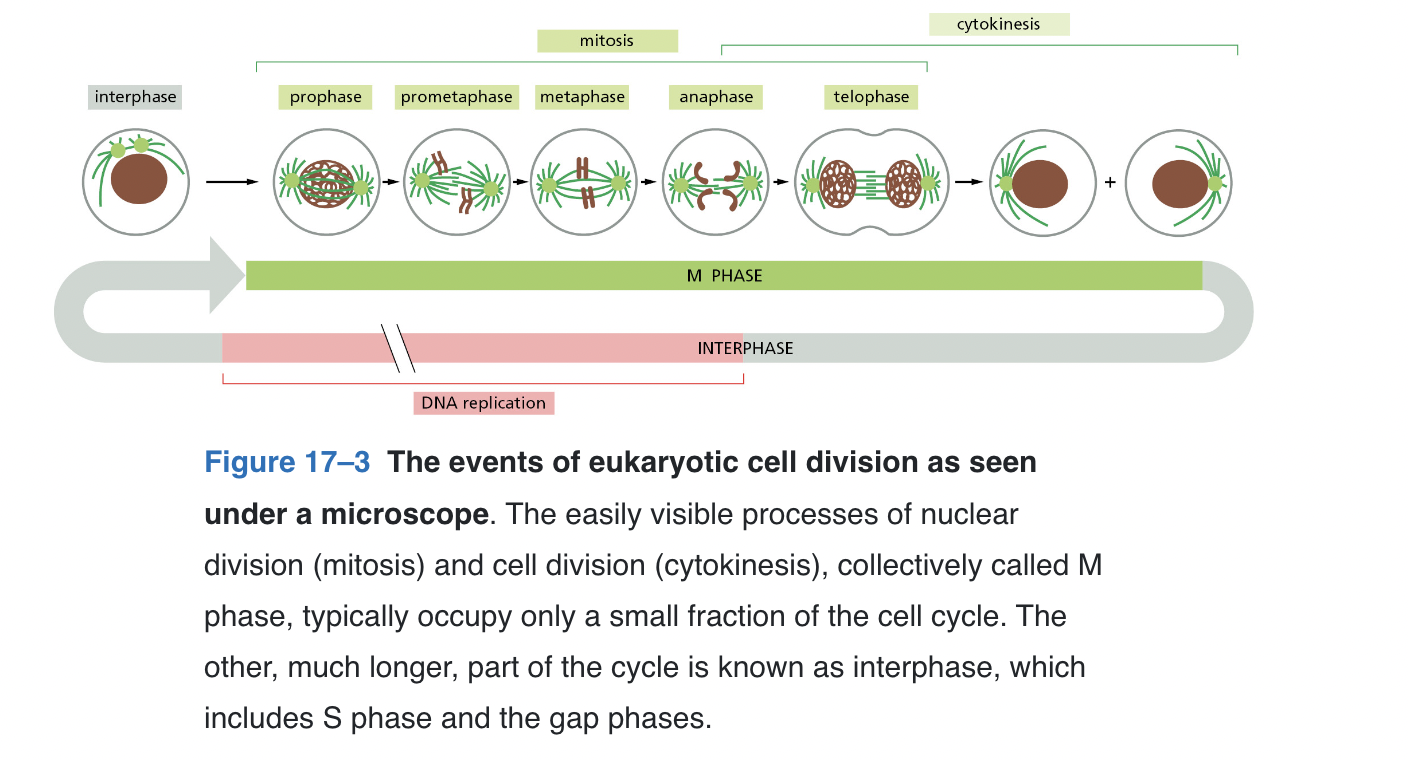4. Cells that grow and divide in medium containing | Chegg.com