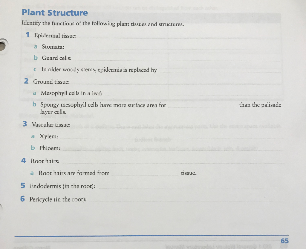 Solved Plant Structure Identify the functions of the | Chegg.com