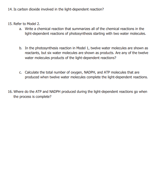 Solved Name: BI0181 Worksheet: Photosynthesis How do | Chegg.com