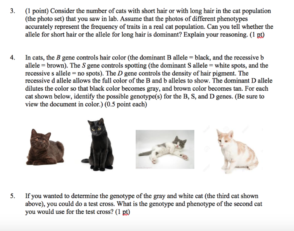 Solved 3. (1 point) Consider the number of cats with short | Chegg.com