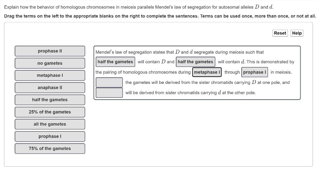 Solved Explain how the behavior of homologous chromosomes in | Chegg.com