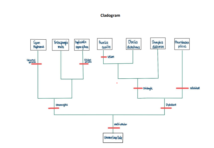 Create a cladogram based on the two table. I already | Chegg.com