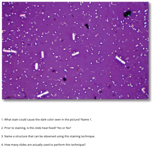 Solved 1. What is the primary stain used in this procedure? | Chegg.com